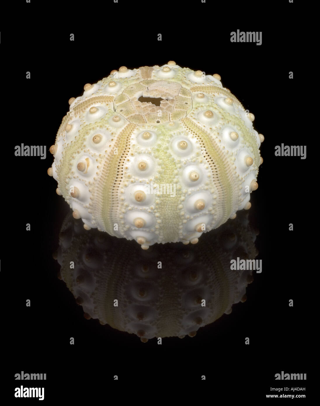 sea urchin exoskeletons tests Stock Photo - Alamy