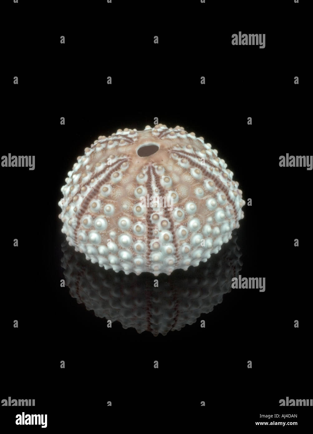 sea urchin exoskeletons tests Stock Photo - Alamy