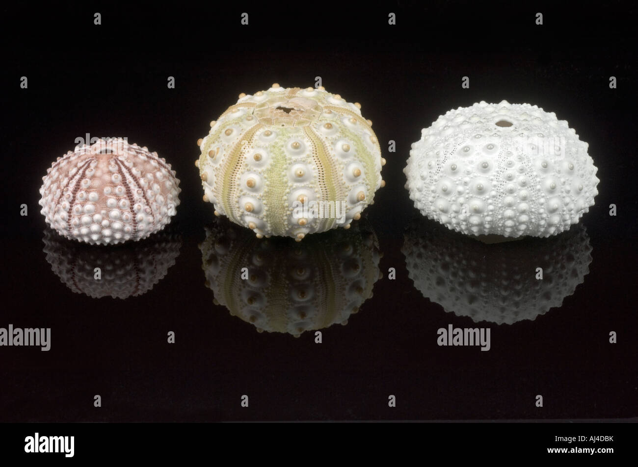 sea urchin exoskeletons tests Stock Photo - Alamy