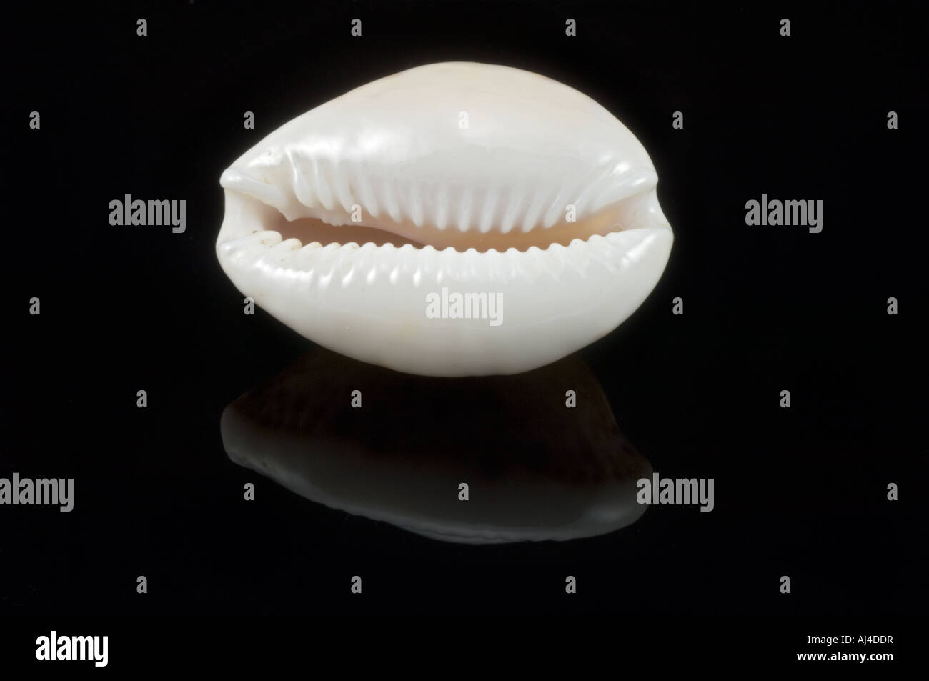 Cypraea hi-res stock photography and images - Alamy