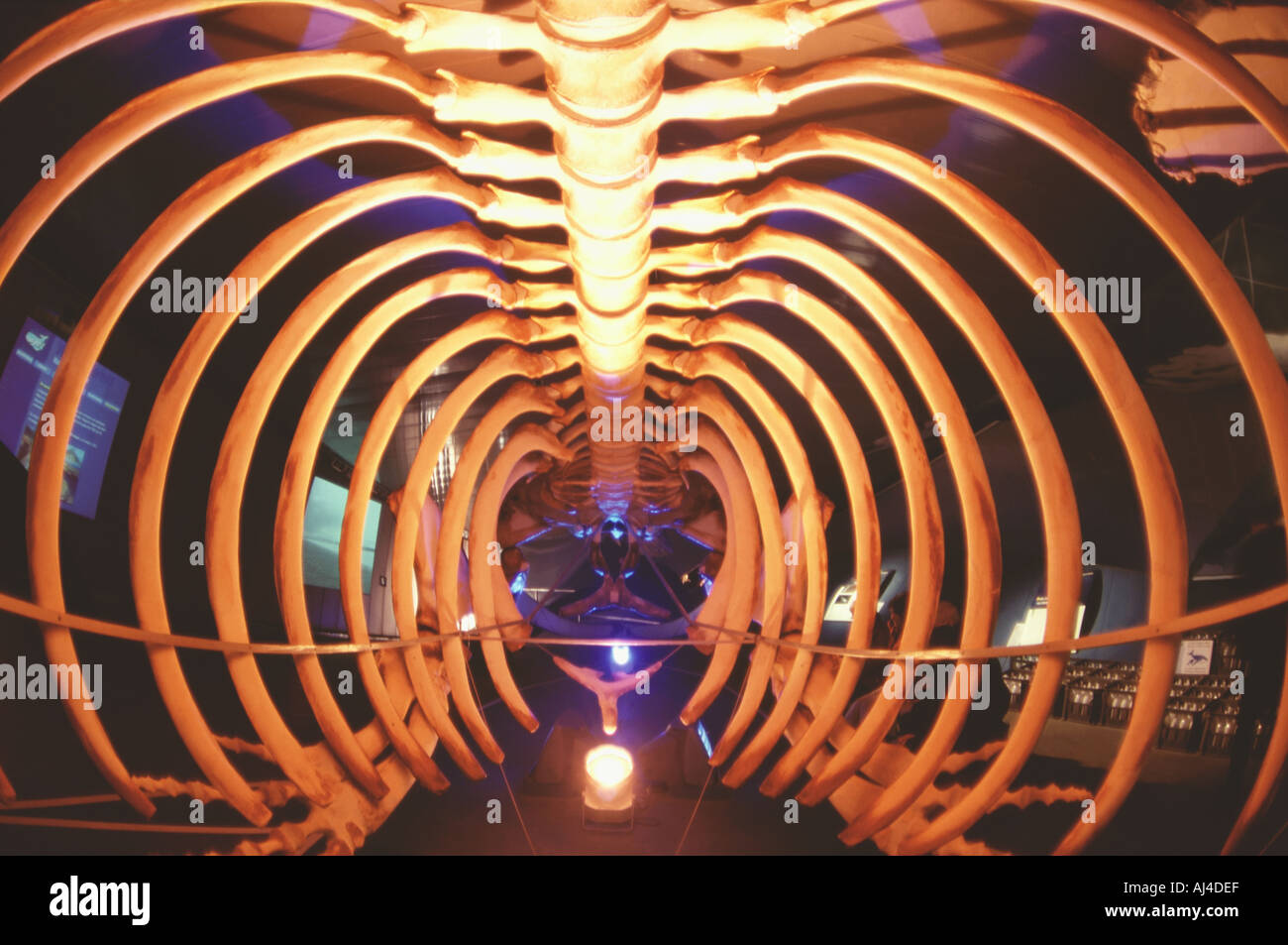 Whale Bones Vertebra High Resolution Stock Photography and Images - Alamy