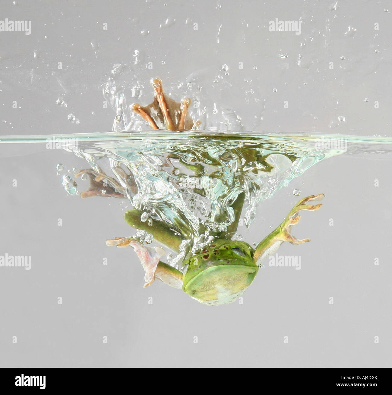 asian gliding treefrog Rhacophorus dennysi jumping into water Stock ...