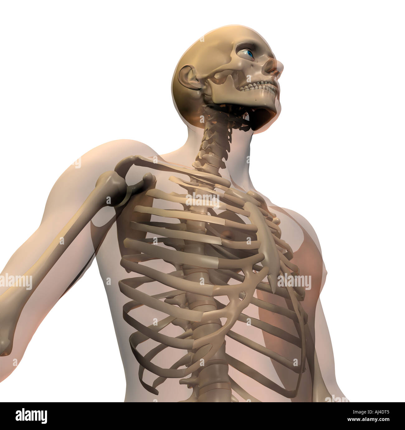 Skeleton transparent skin hi-res stock photography and images - Alamy