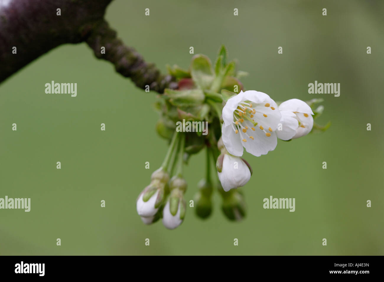 Cherry Blossoms and buds Stock Photo - Alamy