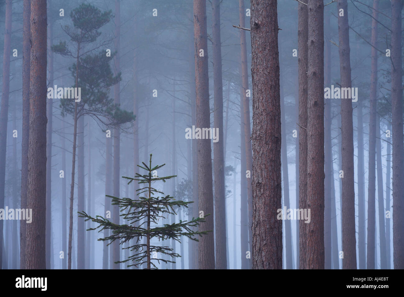 Heavy mist in a pine wood, New Forest National Park Stock Photo - Alamy