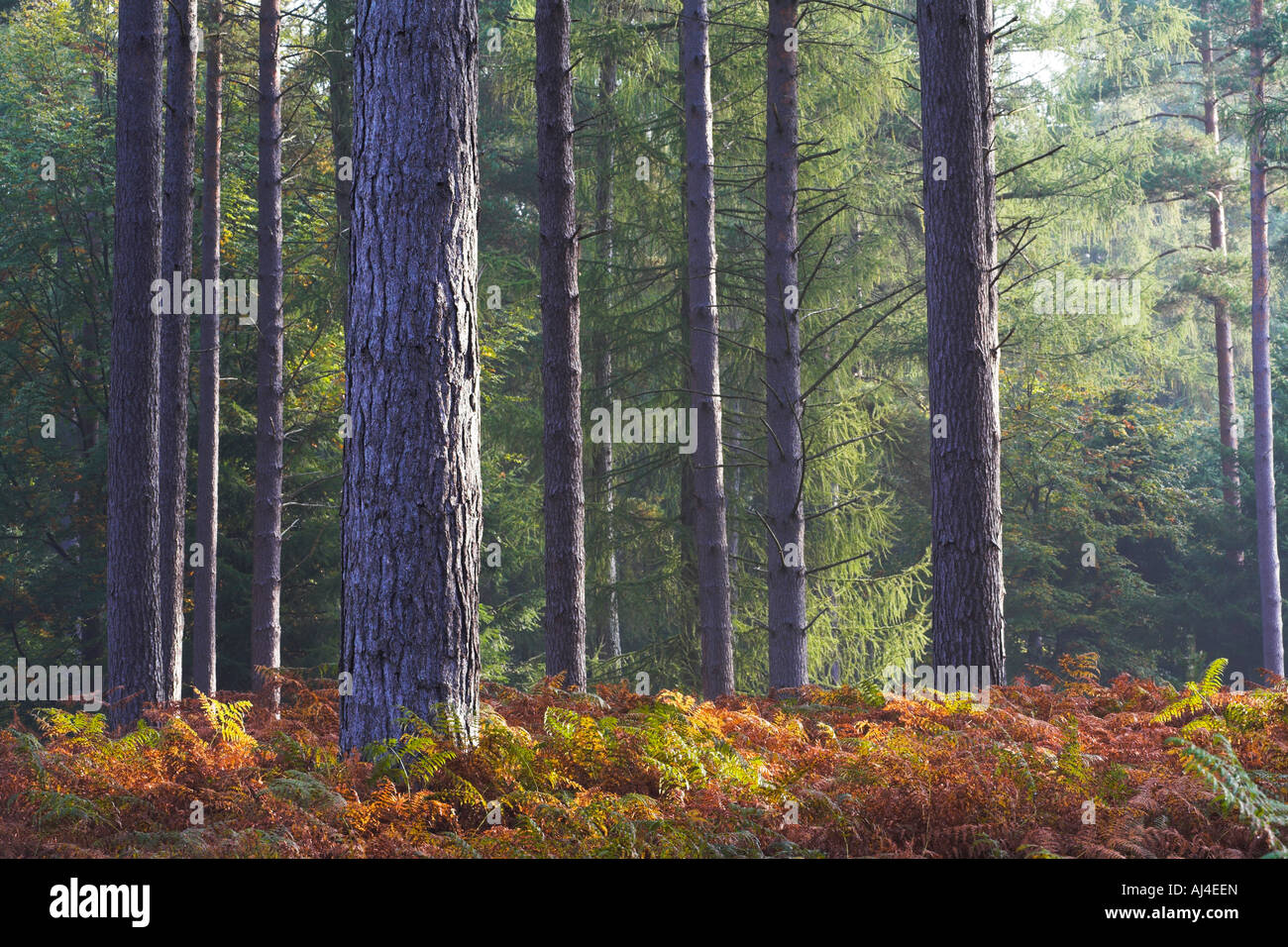 New Forest National park pine wood inclosure in Autumn Stock Photo - Alamy