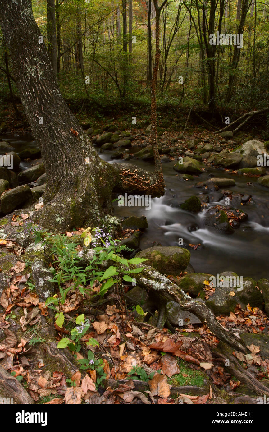 Washed Out Tree High Resolution Stock Photography and Images - Alamy