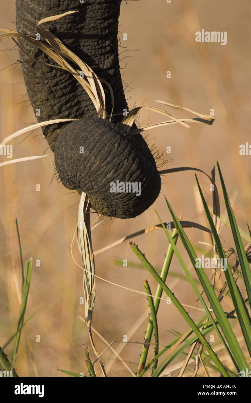 An elephant s trunk is superbly dextrous and surprisingly delicate c ...