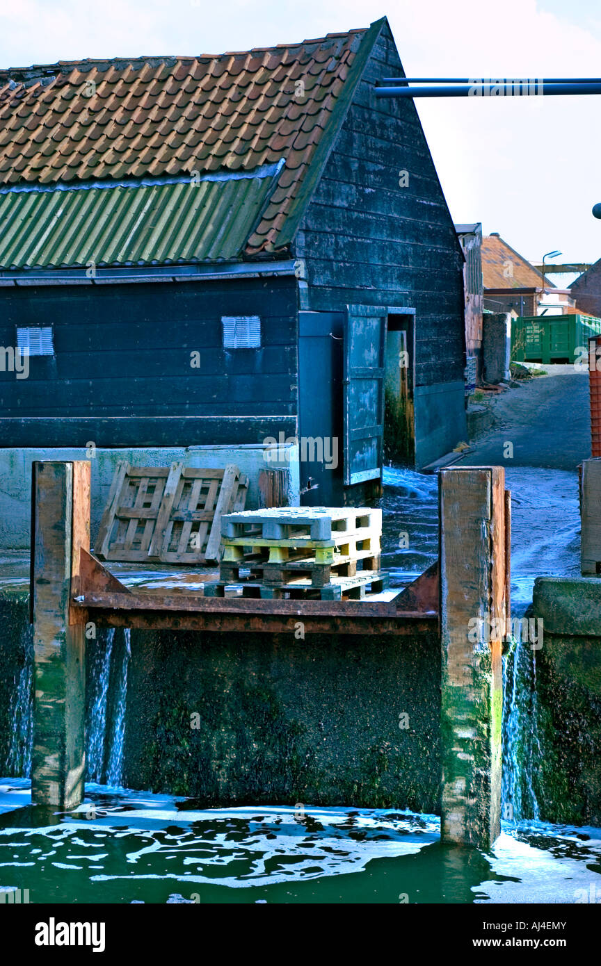 Netherlands zeeland sealand yerseke oyster mussel culture fishing ...