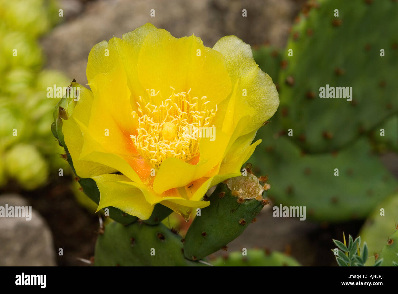 Opuntia cactus blooming Stock Photo - Alamy