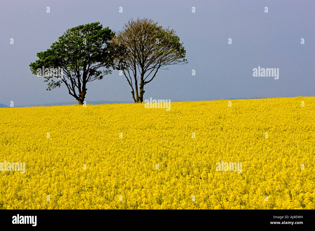 2 trees in a rapeseed field Stock Photo - Alamy