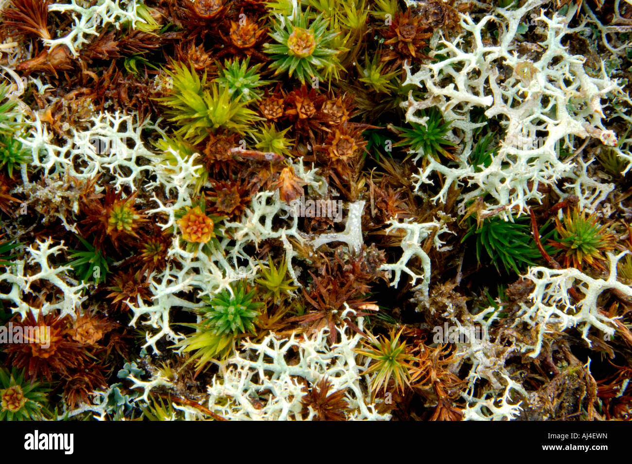 Very close up macro image of many varieties of lichen and moss growing ...