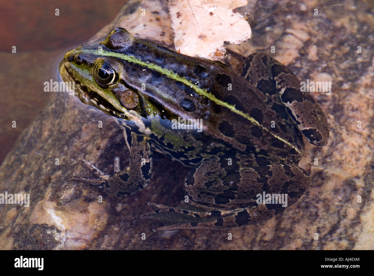 Green frog Rana esculenta Stock Photo - Alamy