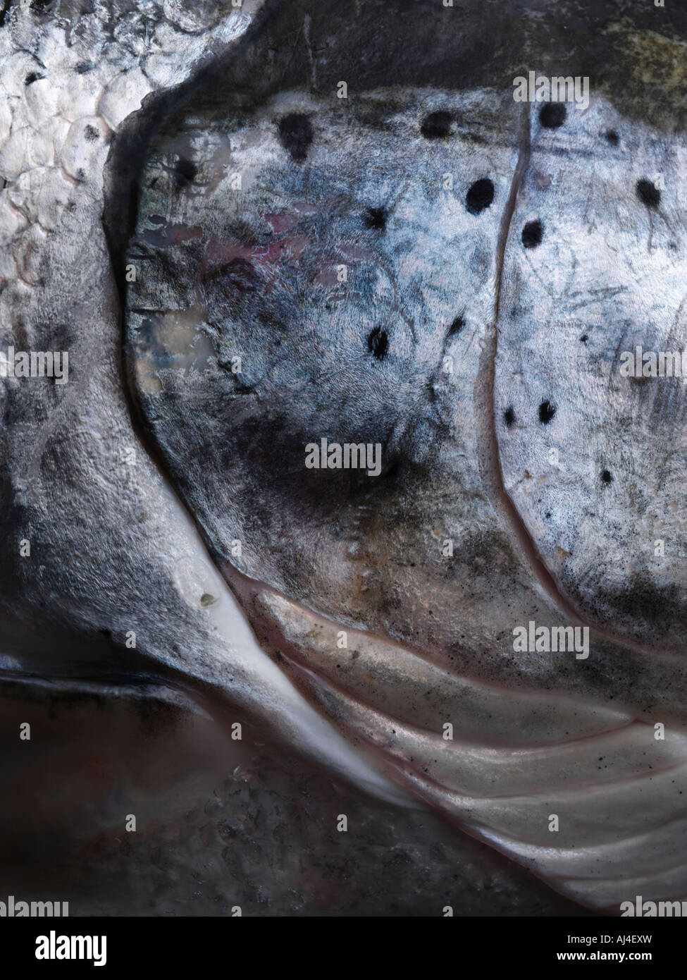 A section of a whole raw salmon gills and scales Stock Photo - Alamy
