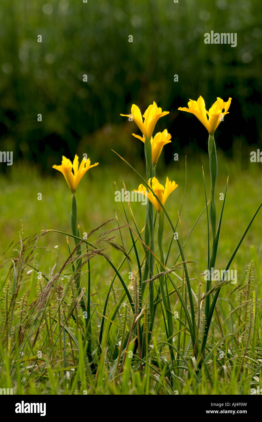 Dutch iris flower "Royal Yellow Stock Photo - Alamy