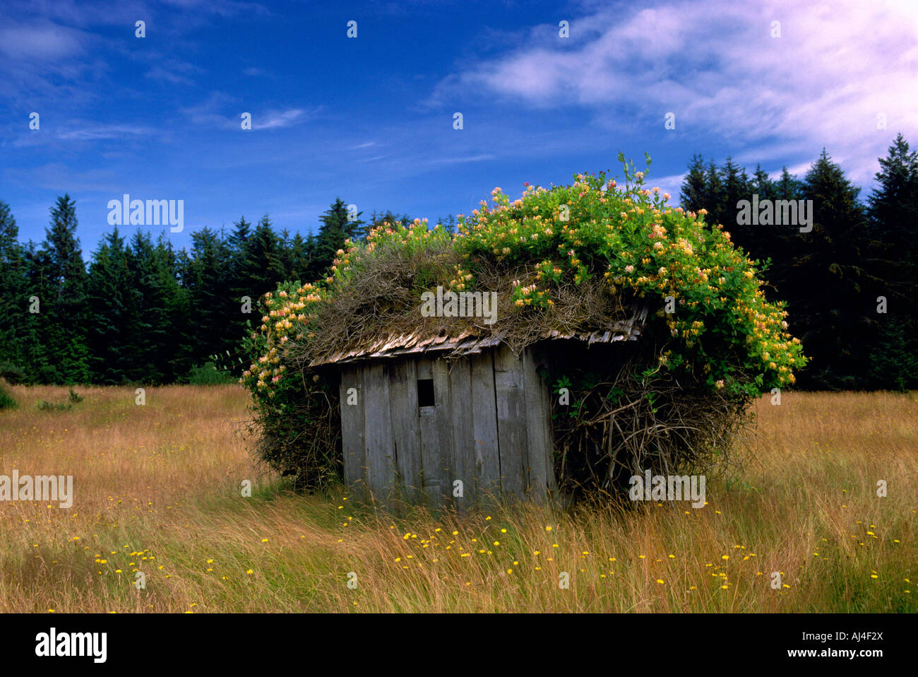 An Overgrown Cabin on Graham Island in the Queen Charlotte Islands ...