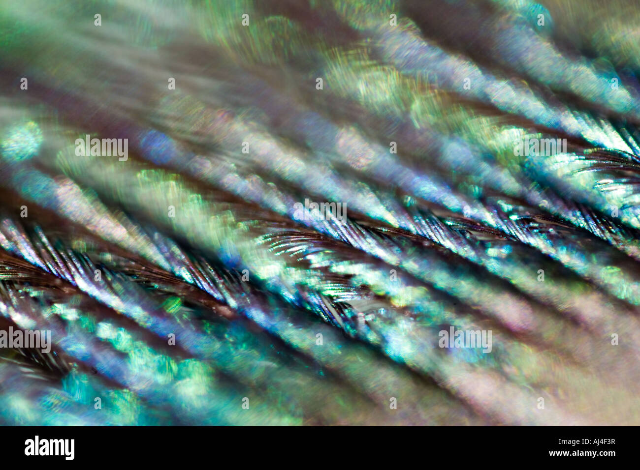 Peacock feather strands Stock Photo - Alamy