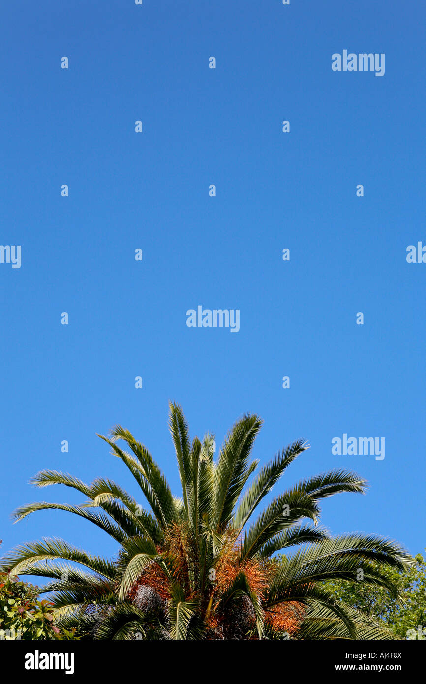 Palms in Queen's Gardens against a blue sky, Nelson, New Zealand Stock ...