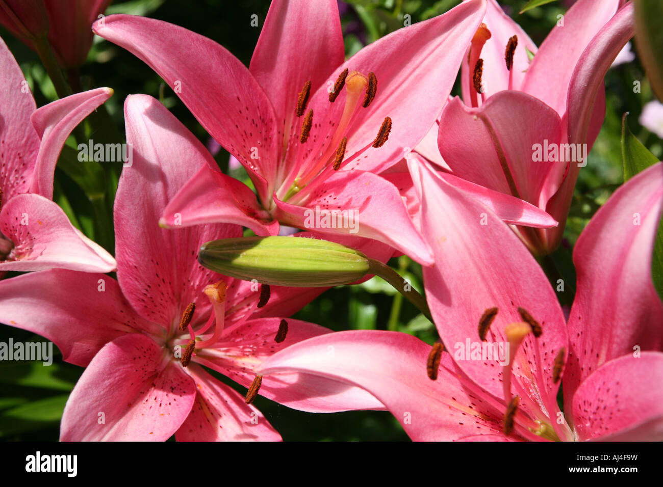 Oriental Lilies in Queen's Gardens, Nelson, New Zealand Stock Photo - Alamy