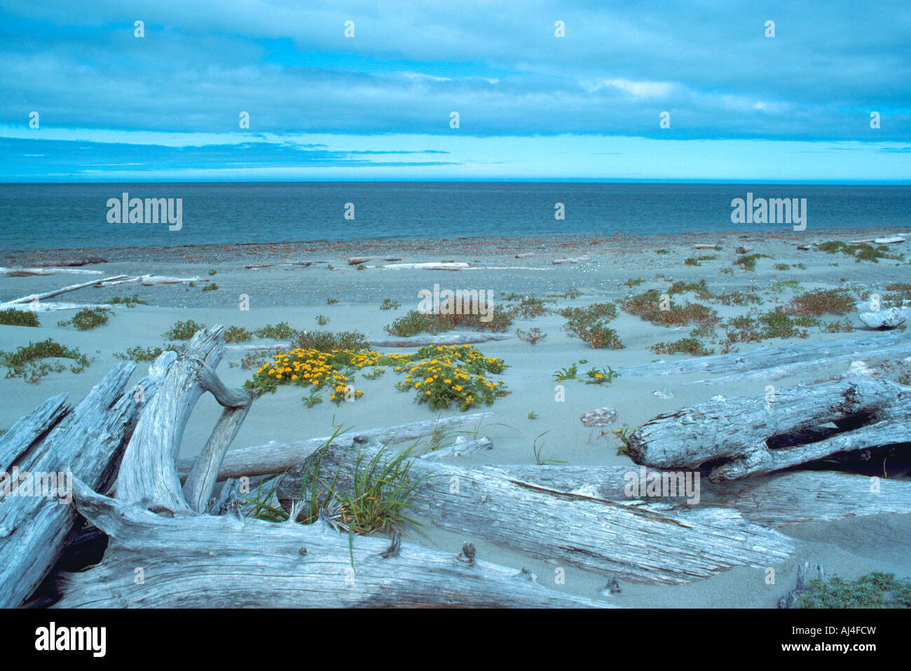 Driftwood on Beach at McIntyre Bay on Graham Island in the Queen ...