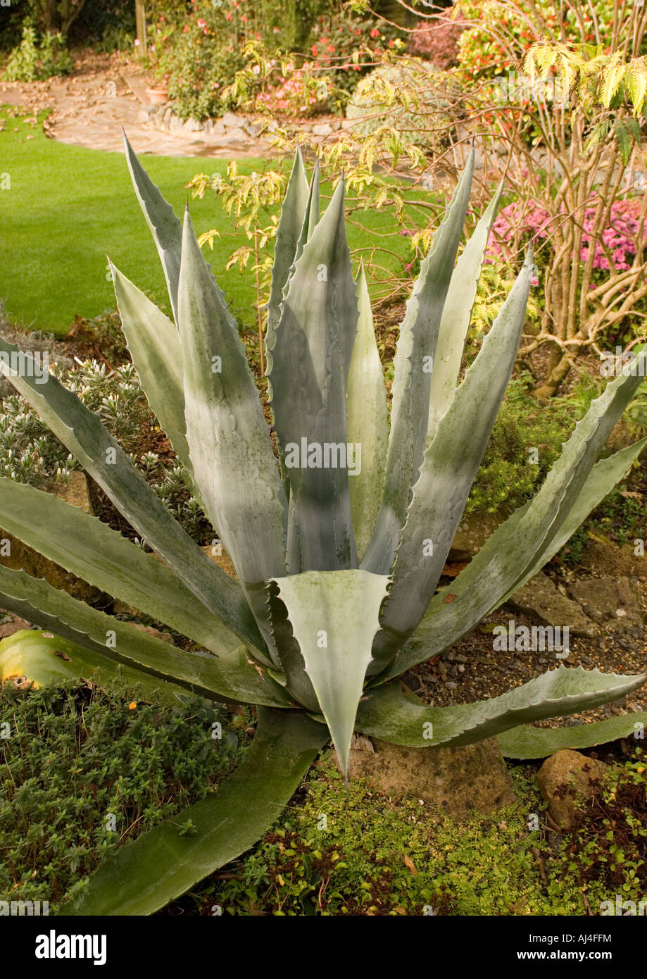 Agave, Agavaceae, a succulent tropical perennial growing in a Cornish ...