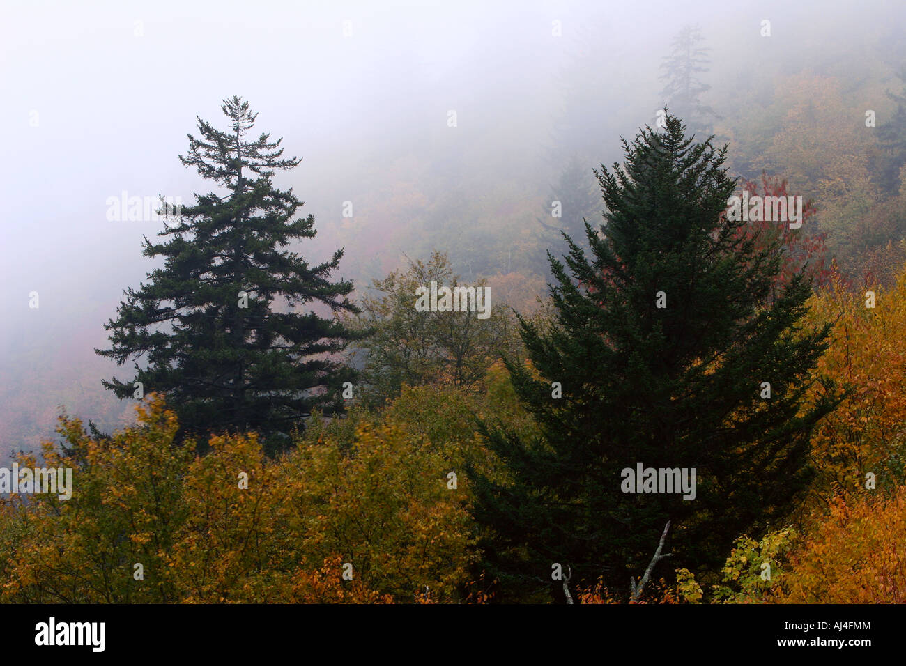 Fog rolls in and forms a nice contrast against fall colors in the Great ...
