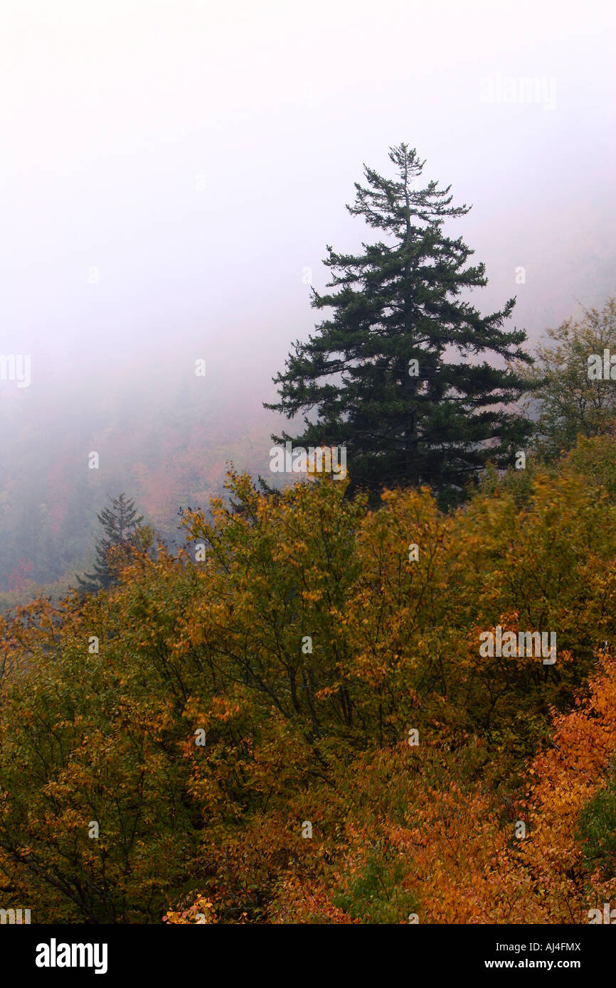 Fog rolls in and forms a nice contrast against fall colors in the Great ...