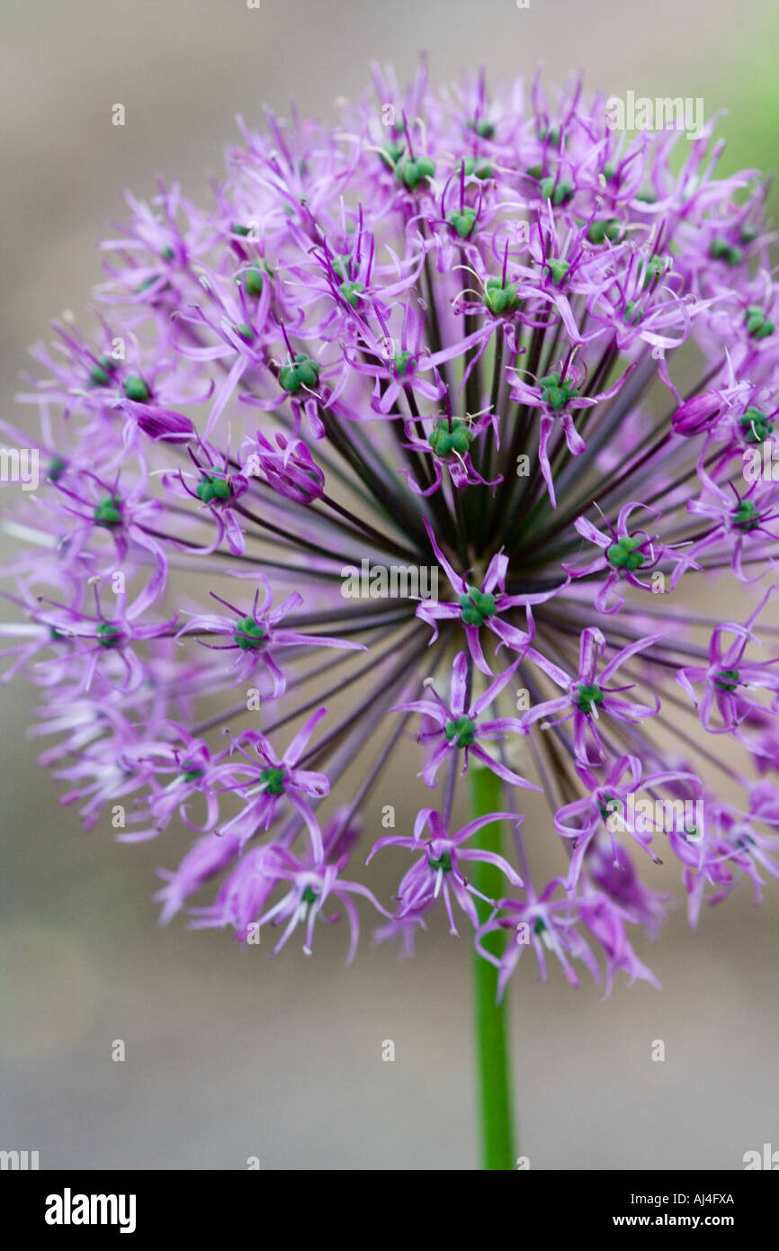 Closeup shot allium giganteum hi-res stock photography and images - Alamy