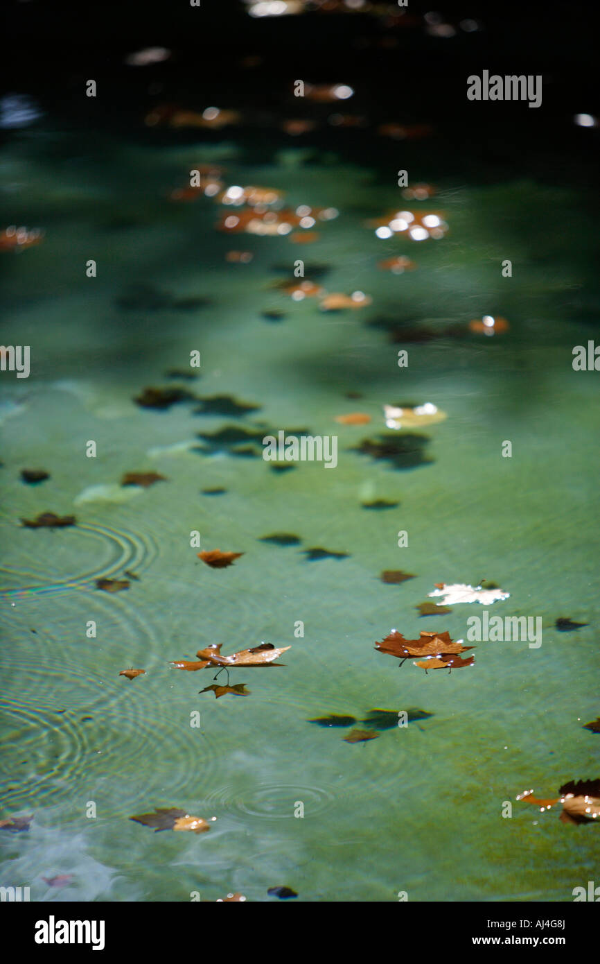 Leaves floating in water hi-res stock photography and images - Alamy