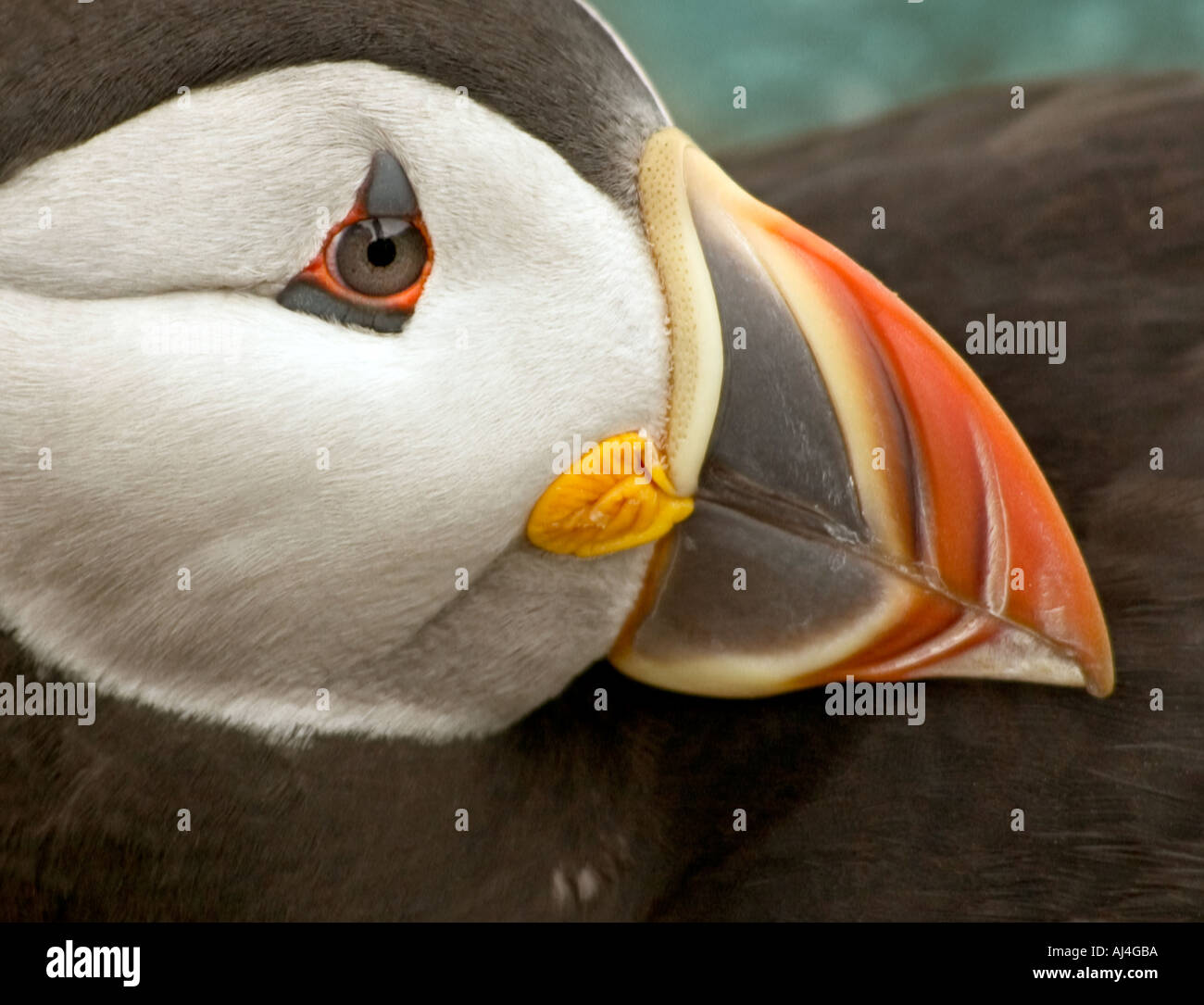 Puffin breeding colours hi-res stock photography and images - Alamy