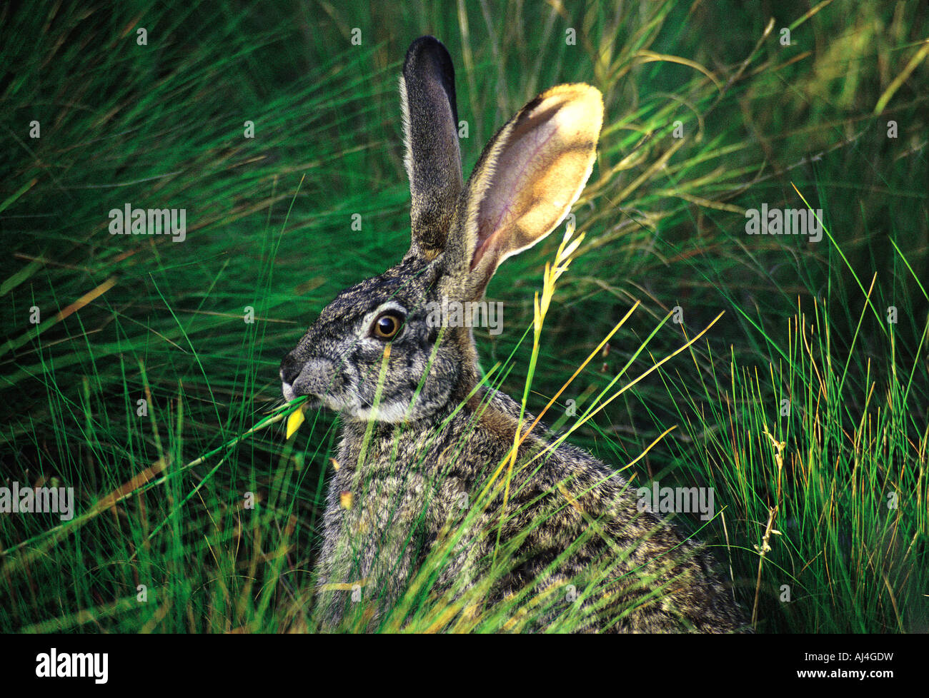 African Hare High Resolution Stock Photography and Images - Alamy