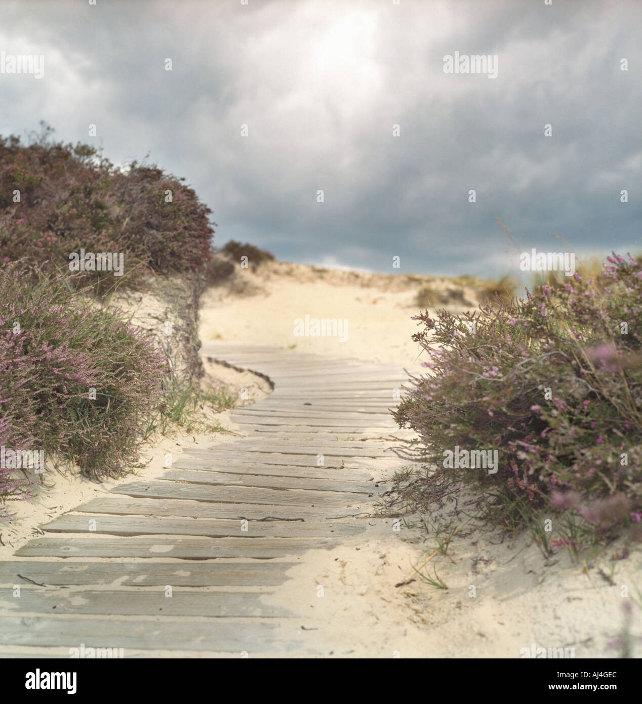Sand dunes path boardwalk hi-res stock photography and images - Alamy