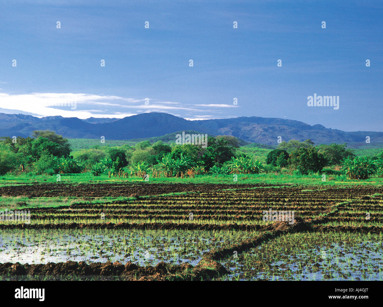 Rice paddies on Usanga flats near Mbeya Tanzania Stock Photo - Alamy