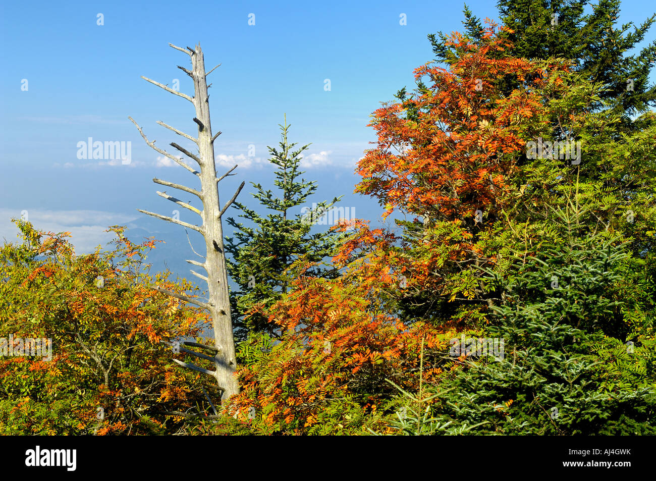 The Blue Ridge Parkway in Early October Shows Autumn Colors at ...
