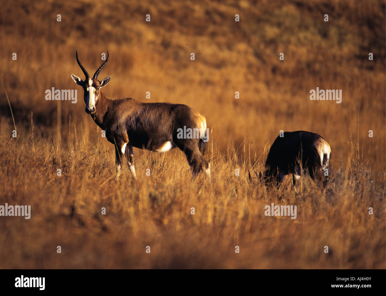 Blesbok Damaliscus d Dorcas a common highveld antelope in Malolotja ...