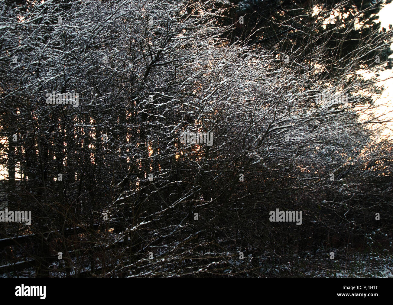 Snow dusted branches with setting sun behind Stock Photo - Alamy