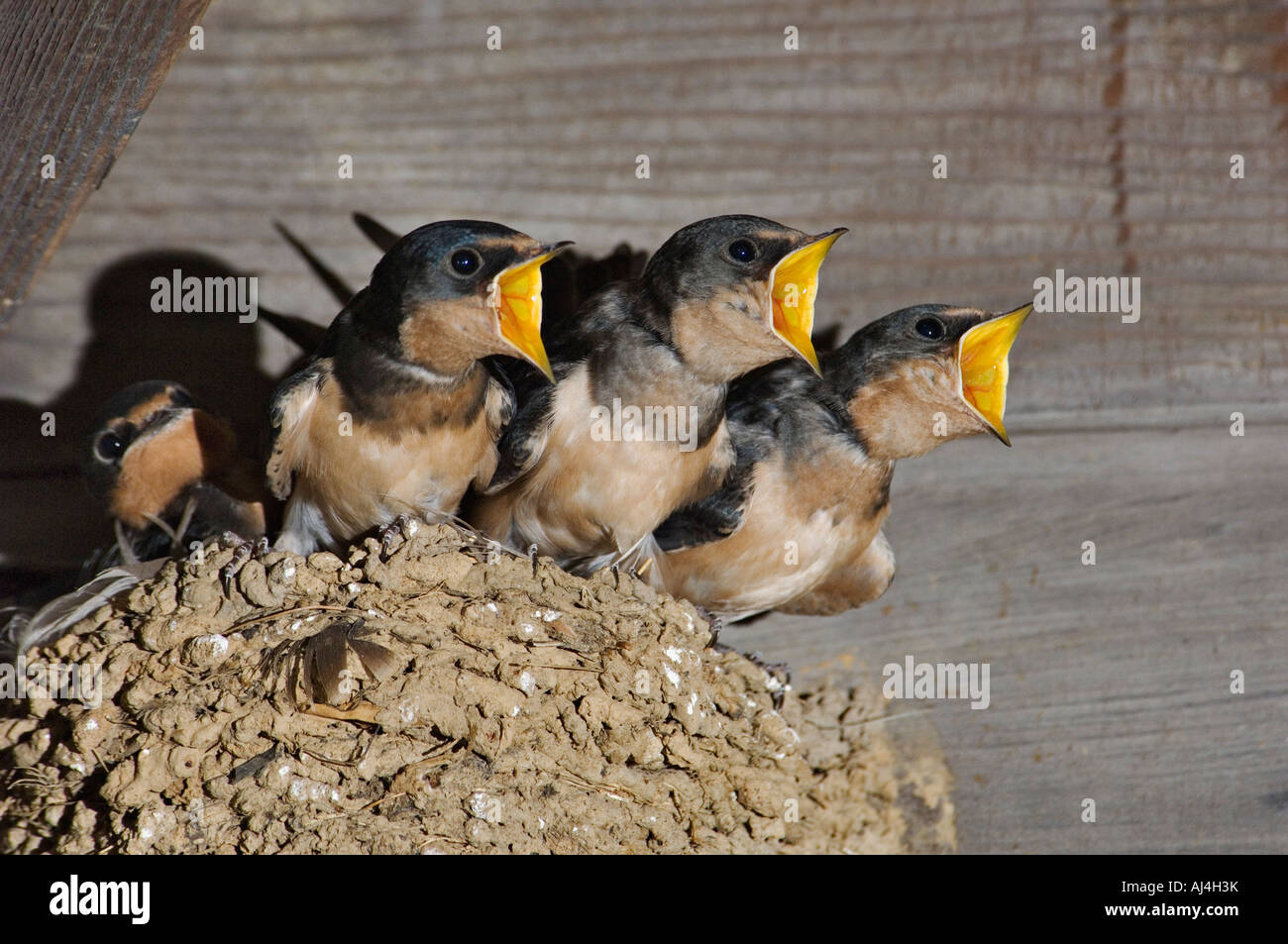 Barn Swallow Babies Hirudo rustica in their Nest Crying to be Fed Bernheim Arboretum and ...