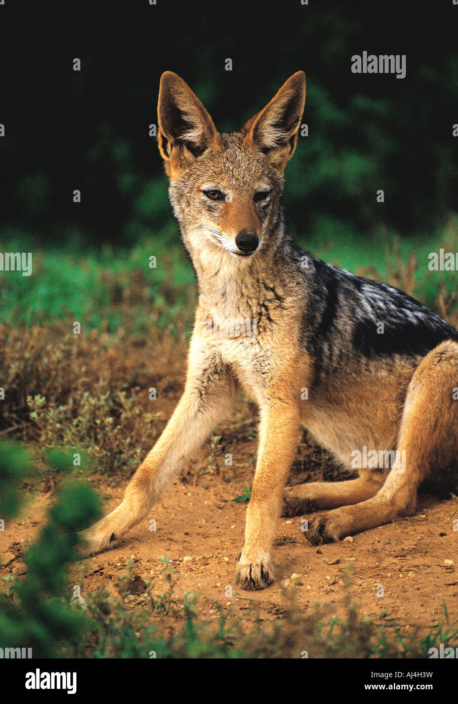 Alert Black backed Jackal sitting in Addo National Park East Cape South ...