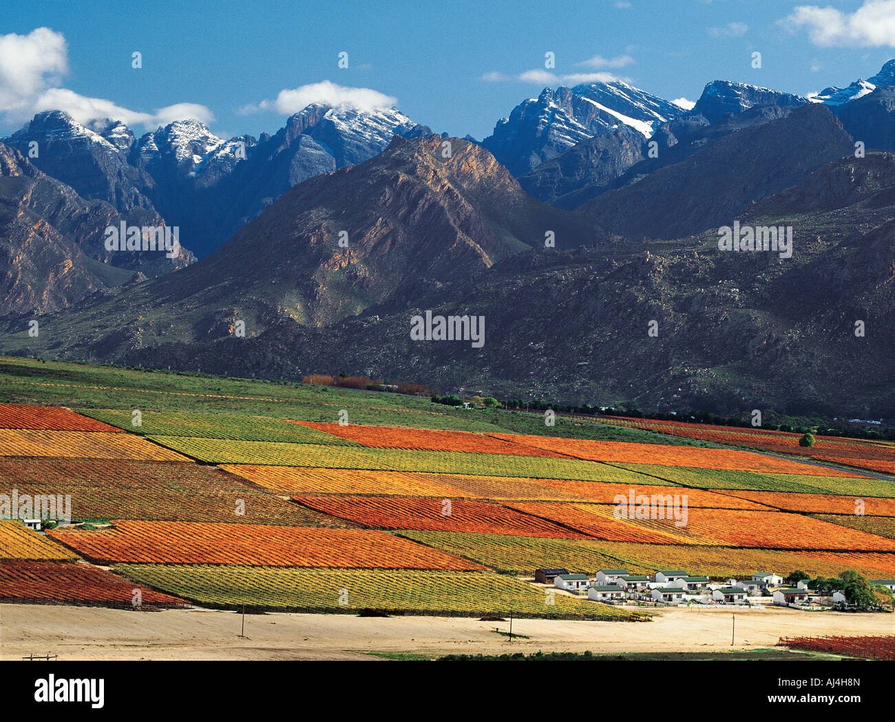 A vineyard on Hex River valley in autumn with snow capped mountains in ...