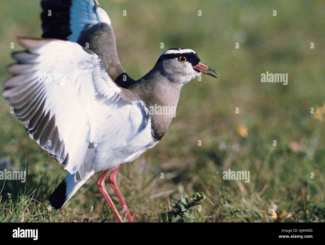 Crowned plover with its wings raised to defend its nest Western Cape ...