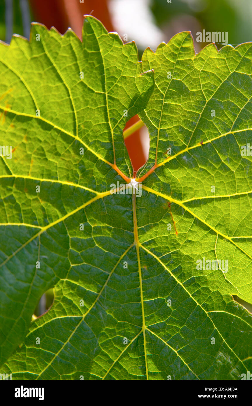 A pinot noir leaf - you can identify the variety since the leaf goes ...
