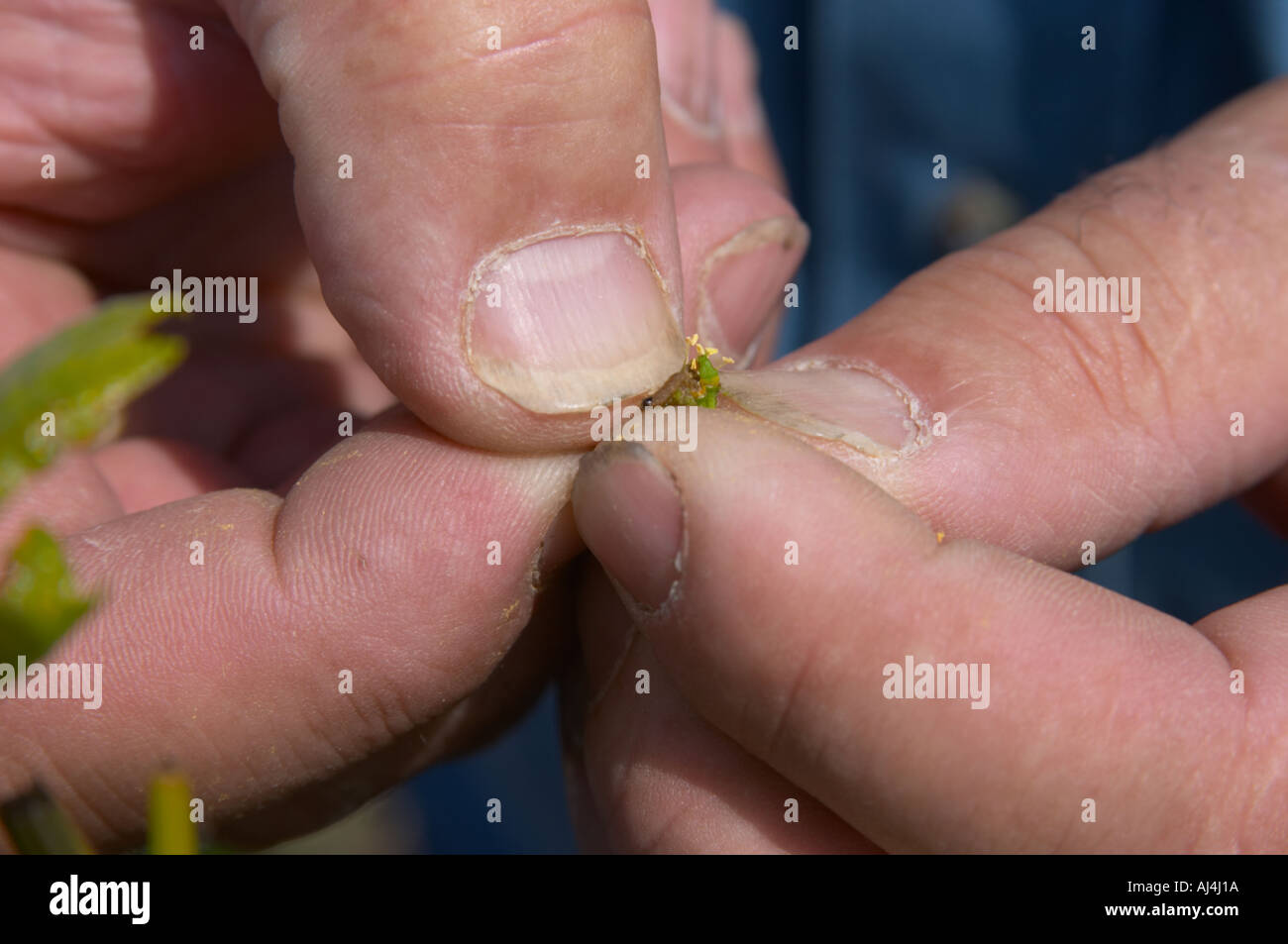 Grape worm hi-res stock photography and images - Alamy