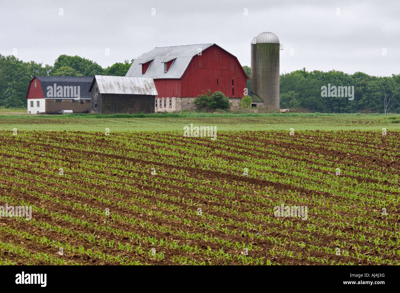 Newly planted corn hi-res stock photography and images - Alamy