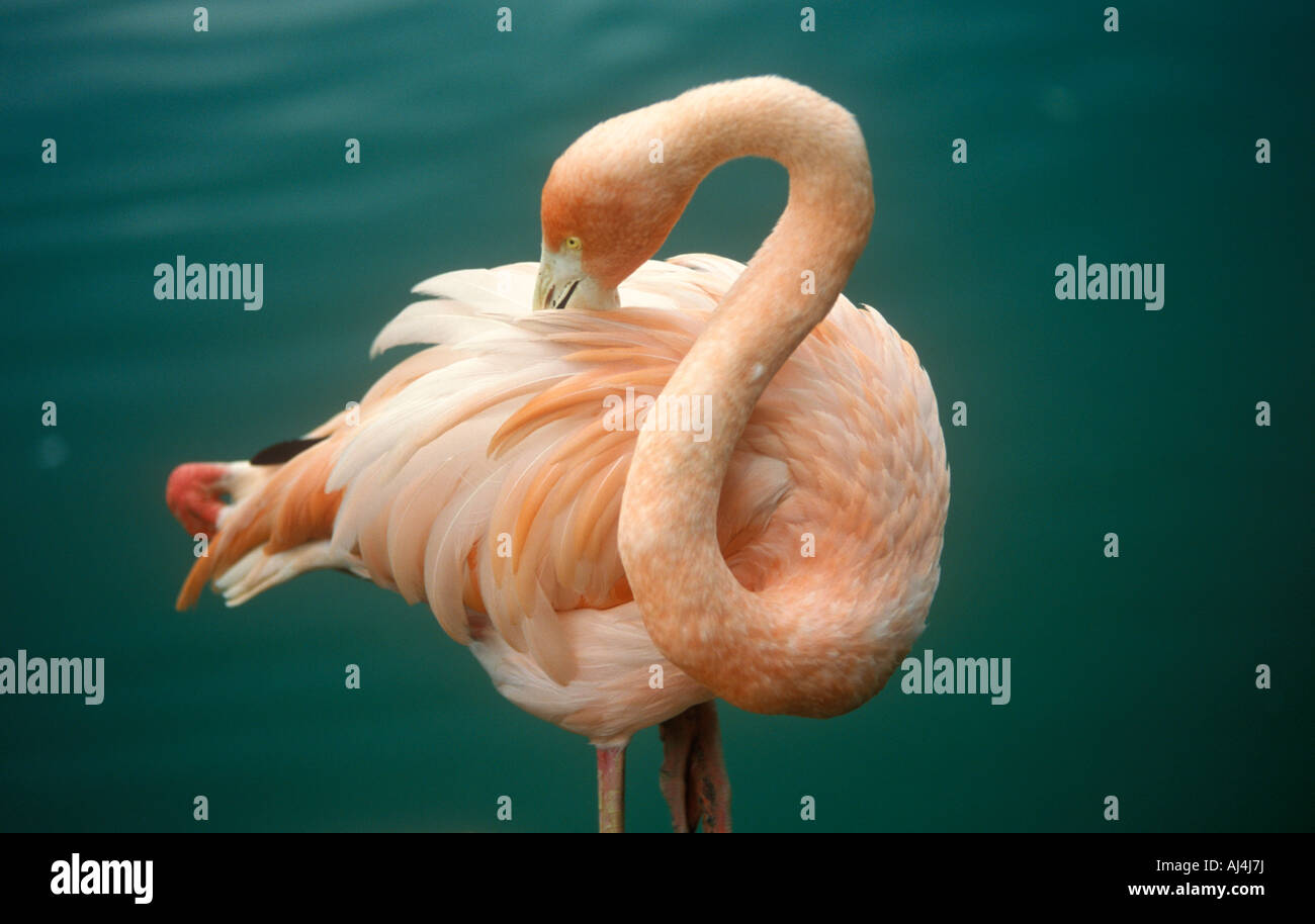 Question mark flamingo hi-res stock photography and images - Alamy