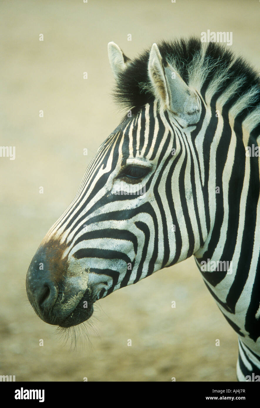 portrait of a Chapman Zebra (Equus quagga chapmani Stock Photo - Alamy