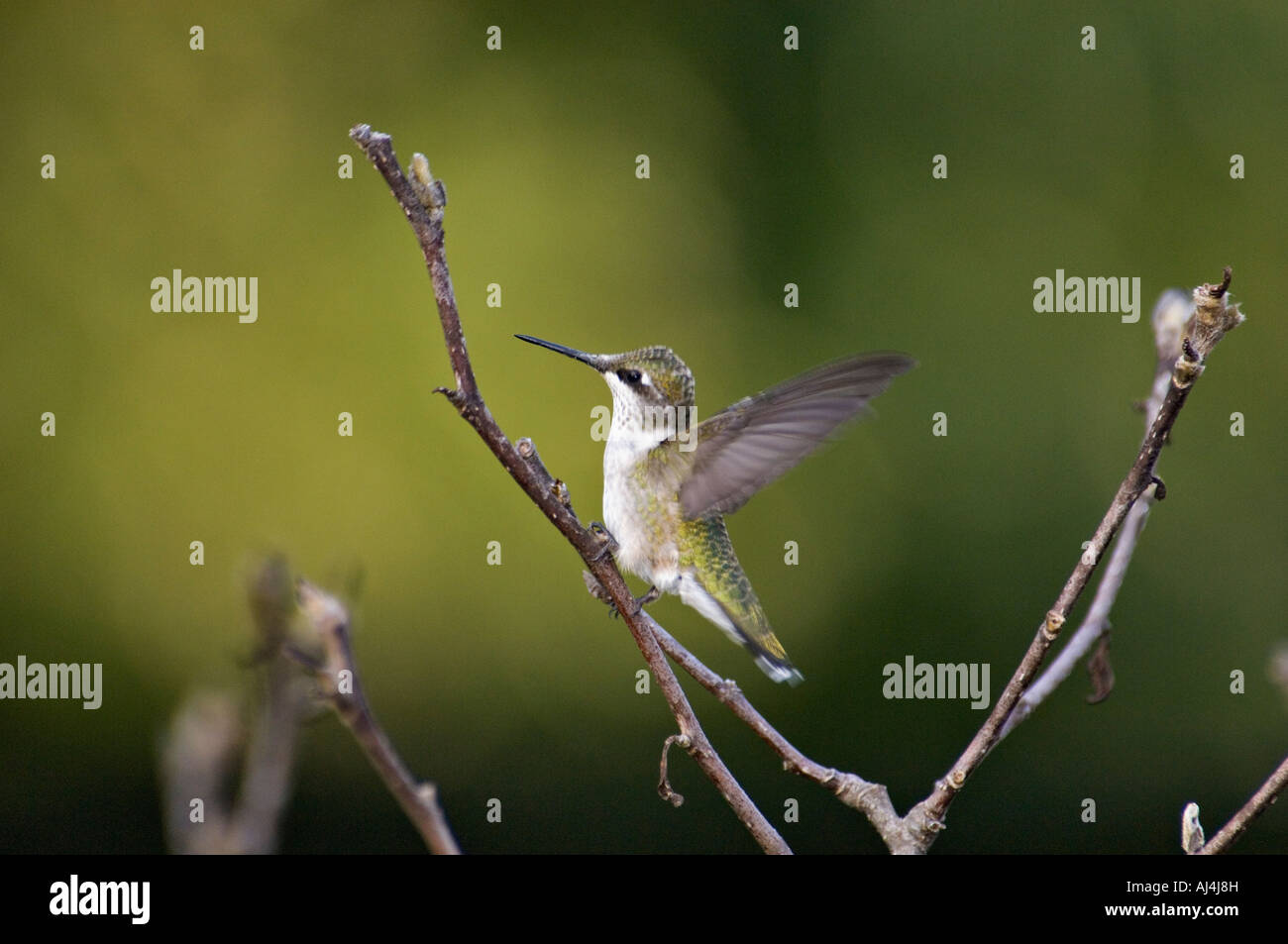Female Ruby throated Hummingbird Perched in Star Magnolia Stretching ...