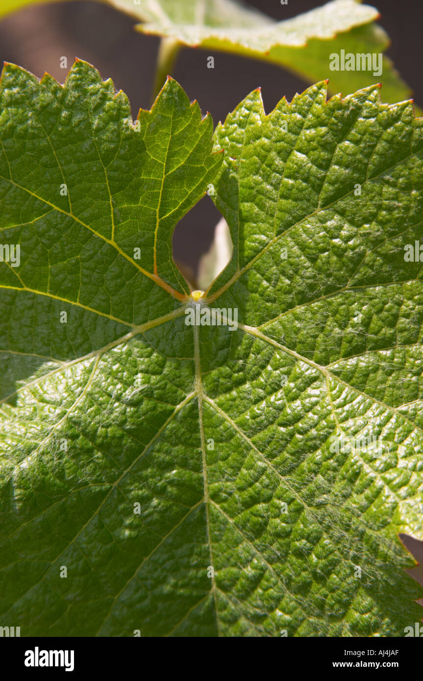 A pinot noir leaf - you can identify the variety since the leaf goes ...
