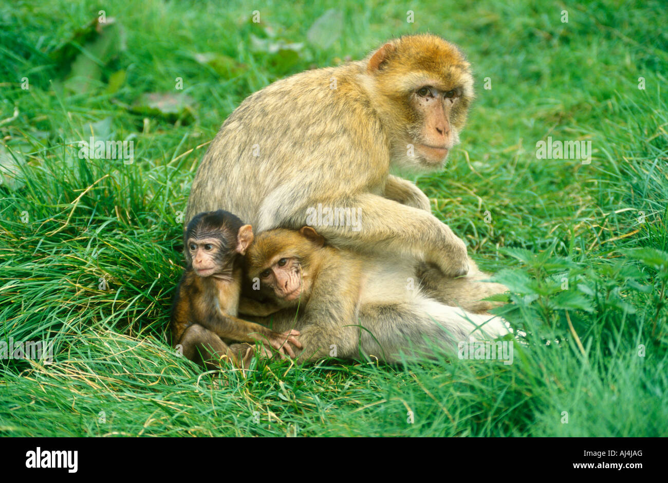 Children looking after animals hi-res stock photography and images - Alamy