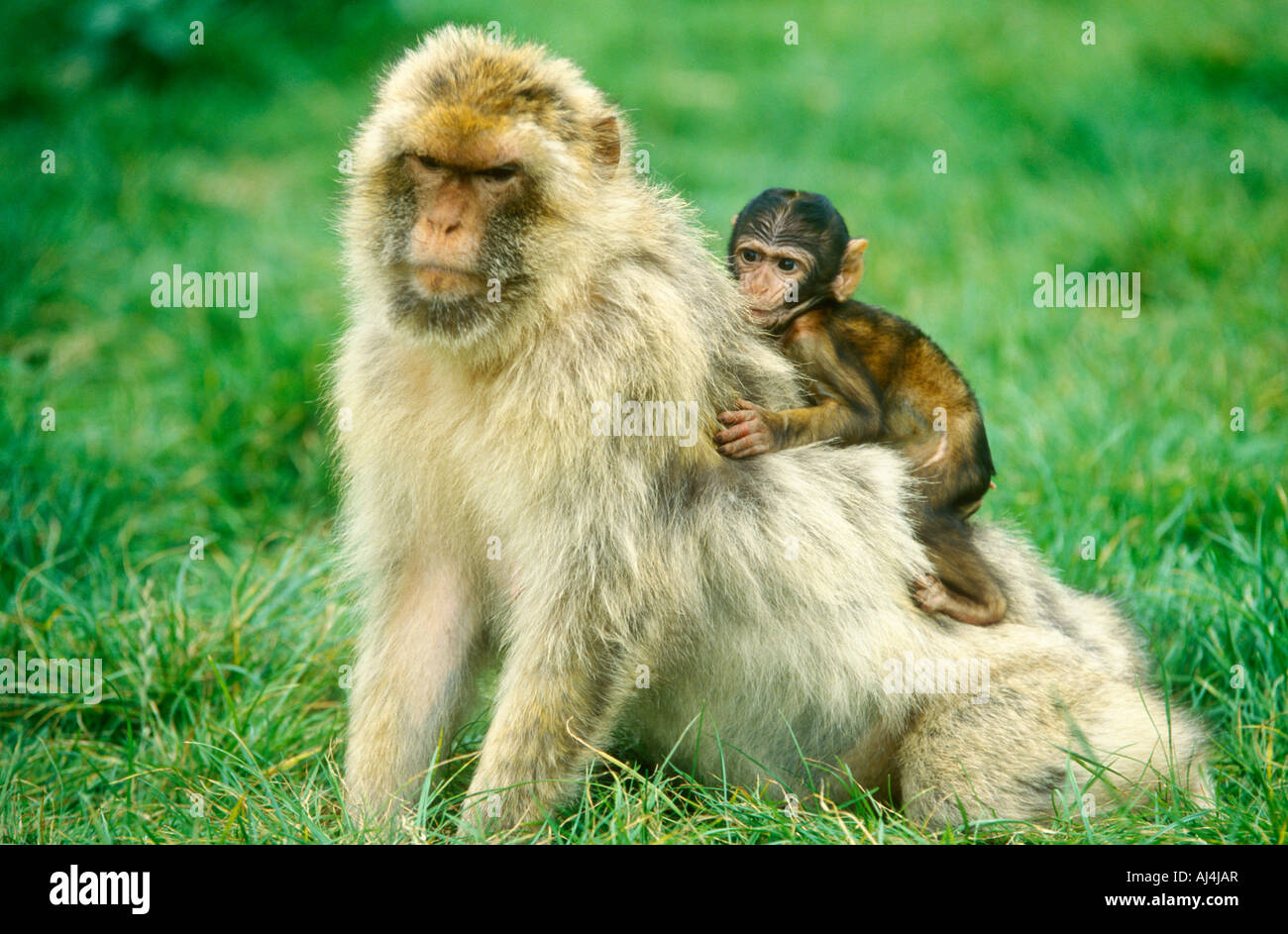 Baby monkey cuddling mother hi-res stock photography and images - Alamy