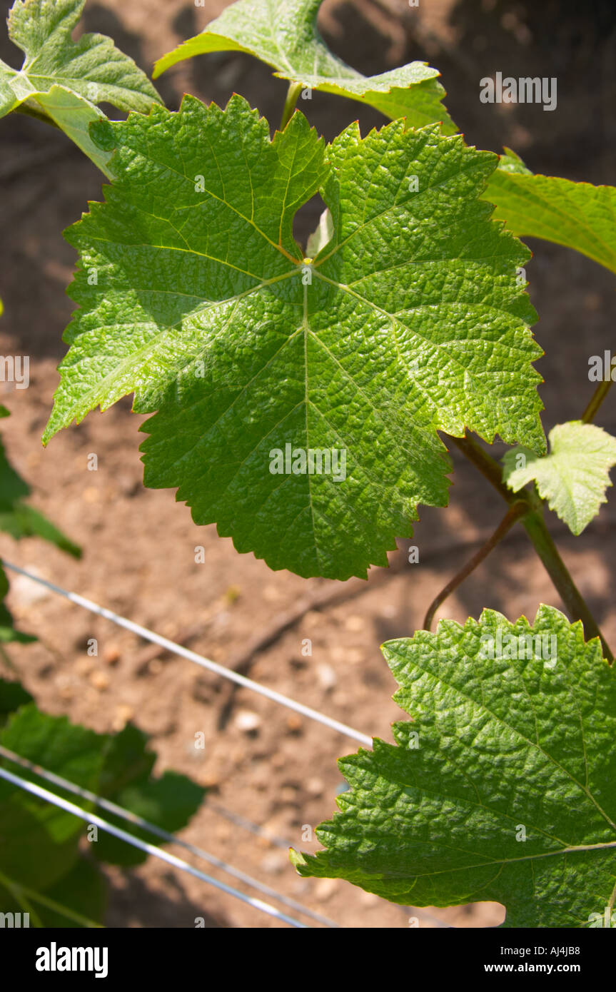 A pinot noir leaf - you can identify the variety since the leaf goes ...